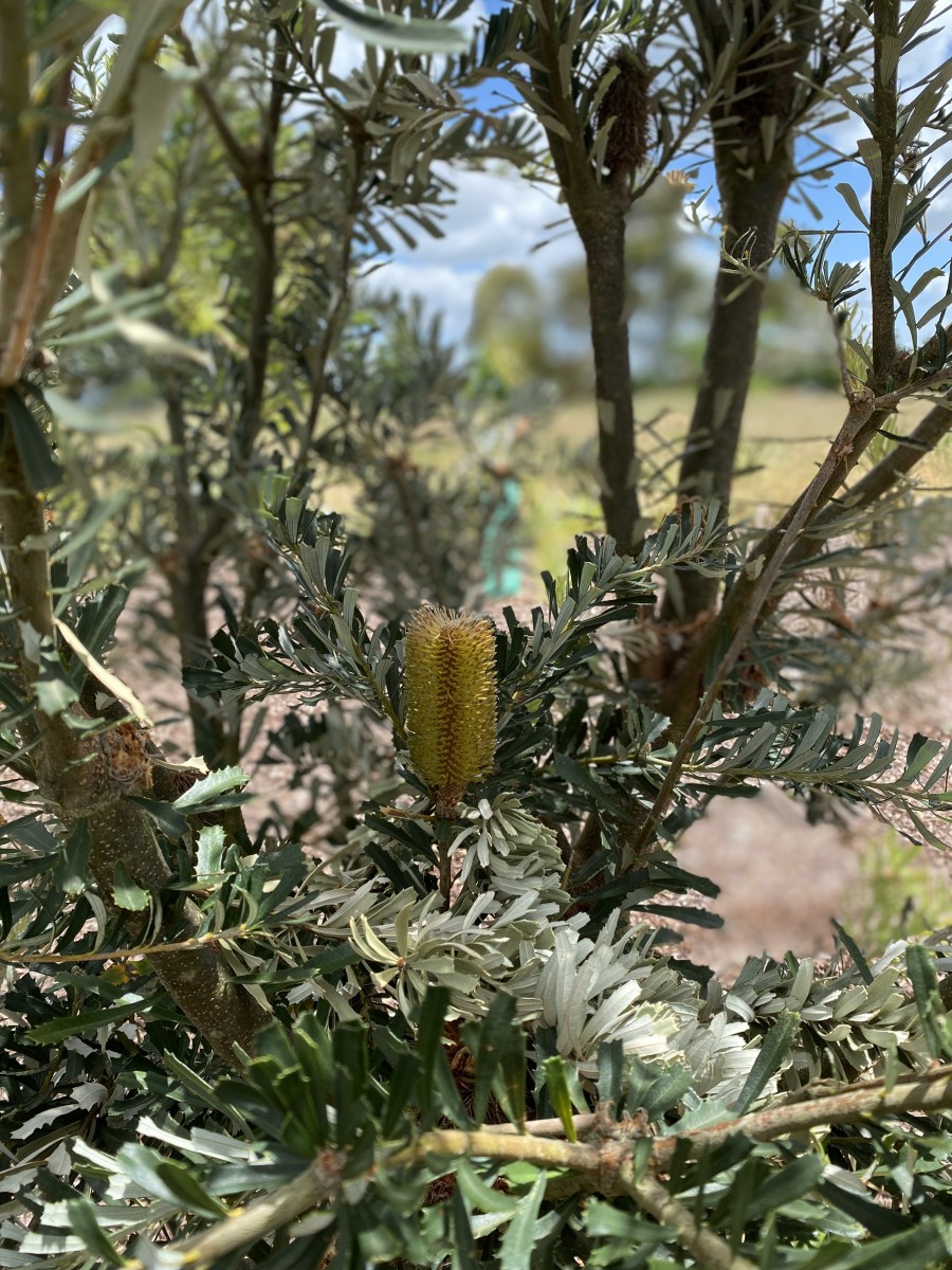News - Back from near extinction: Irrewarra's Silver Banksia ...