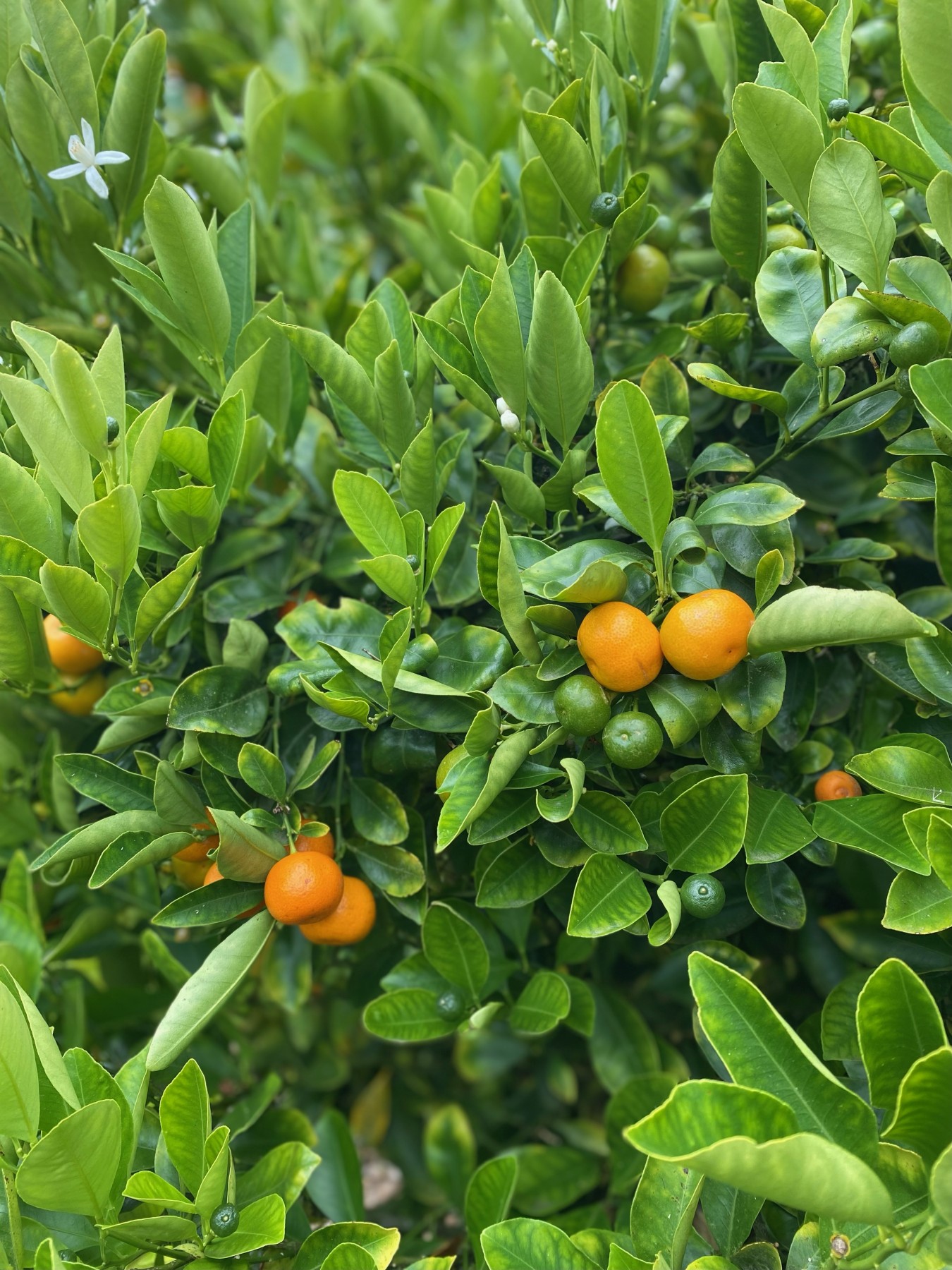 News - At Irrewarra, we’ve been committed to hand-making our products ...